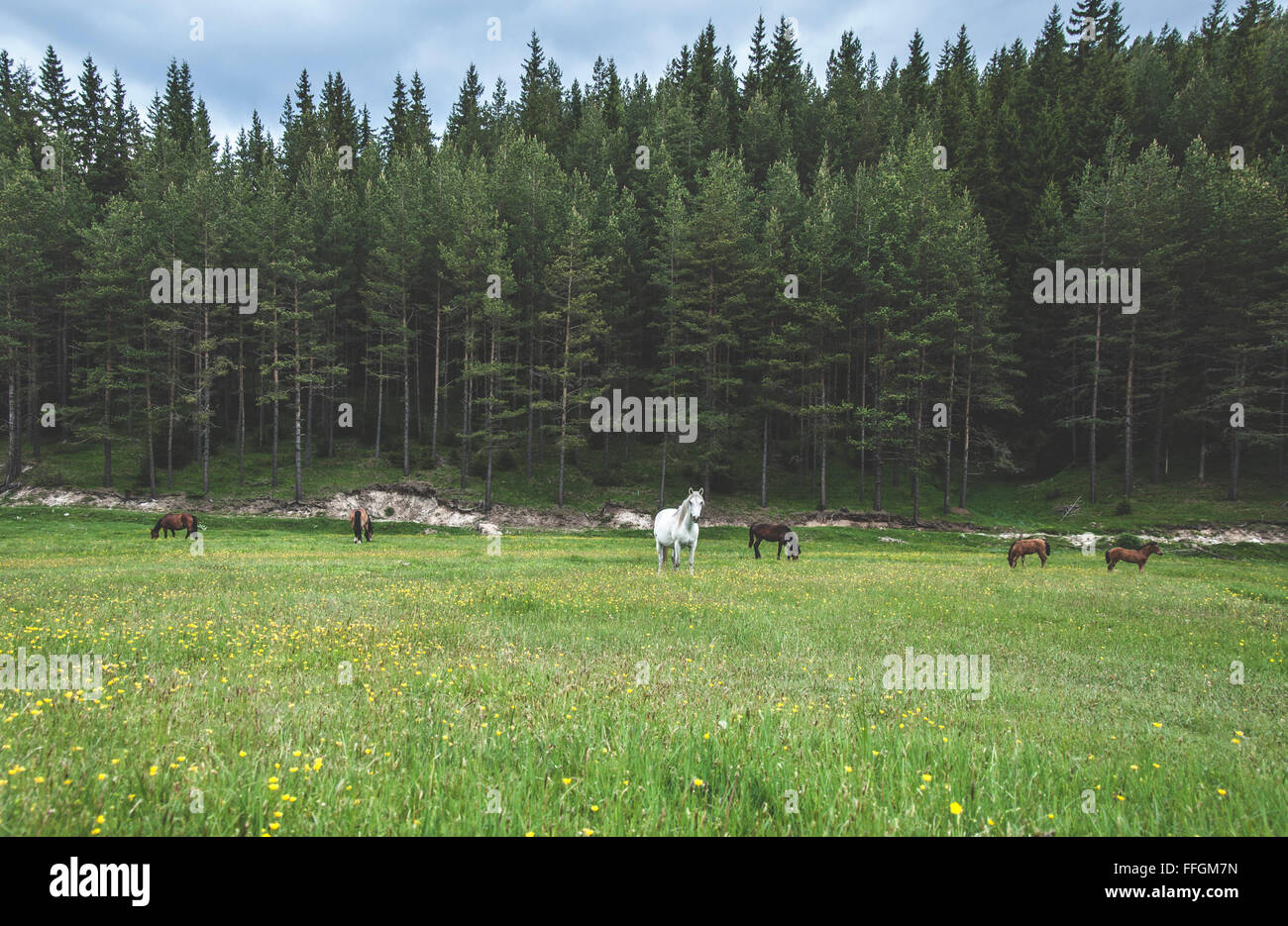 Horse riding in beautiful forest hi-res stock photography and images ...