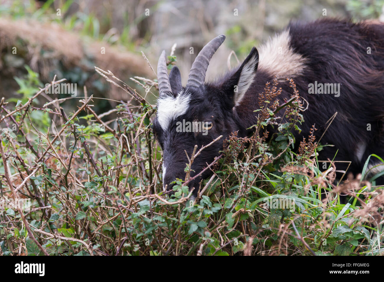 Wild Goat (Capra aegagrus Stock Photo - Alamy