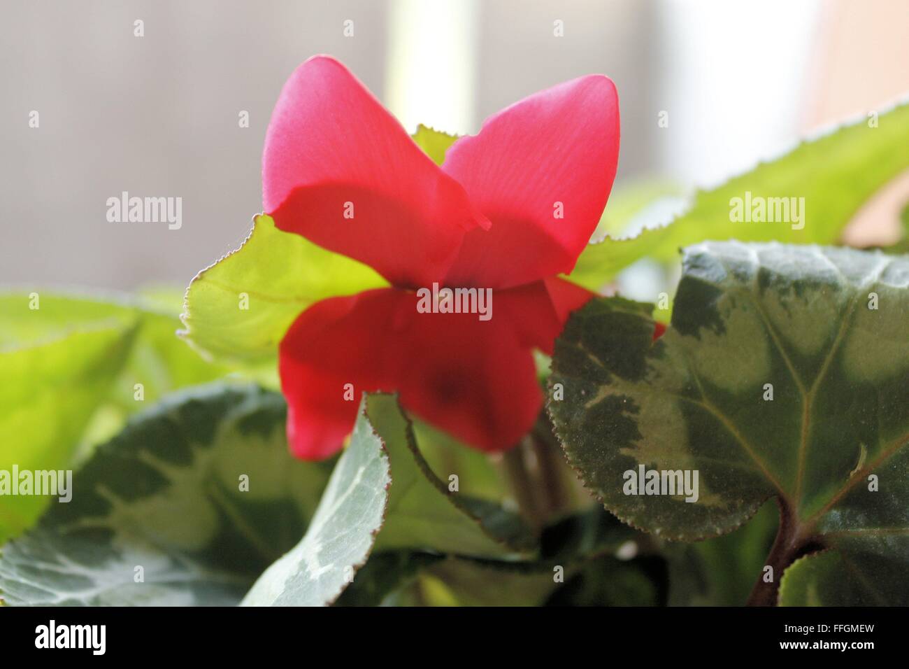 Cyclamen house plant hi-res stock photography and images - Alamy