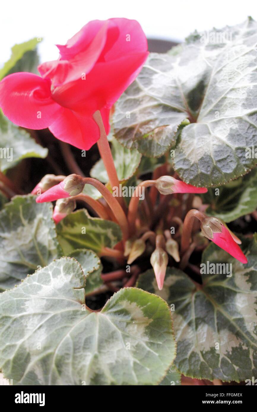 Cyclamen house plant hi-res stock photography and images - Alamy