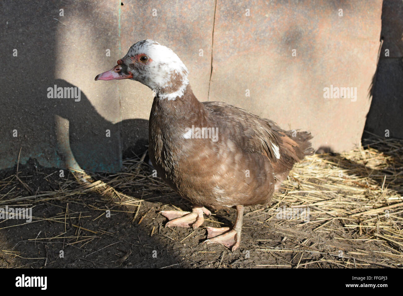 The musky duck. The maintenance of musky ducks in a household Stock ...