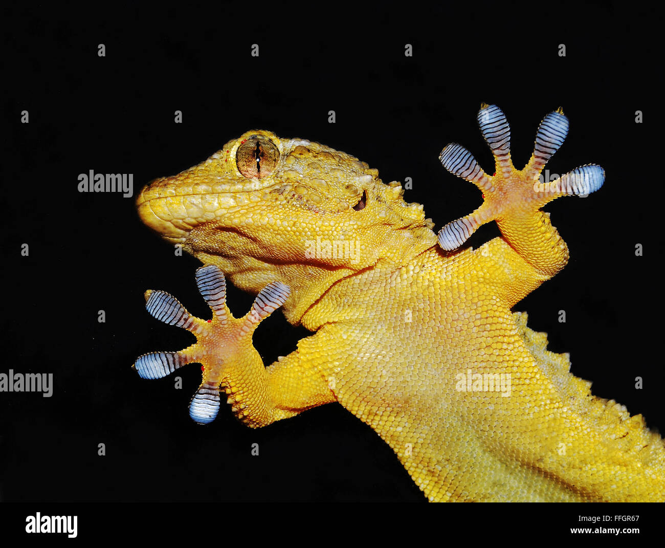 Gecko head scales hi-res stock photography and images - Alamy
