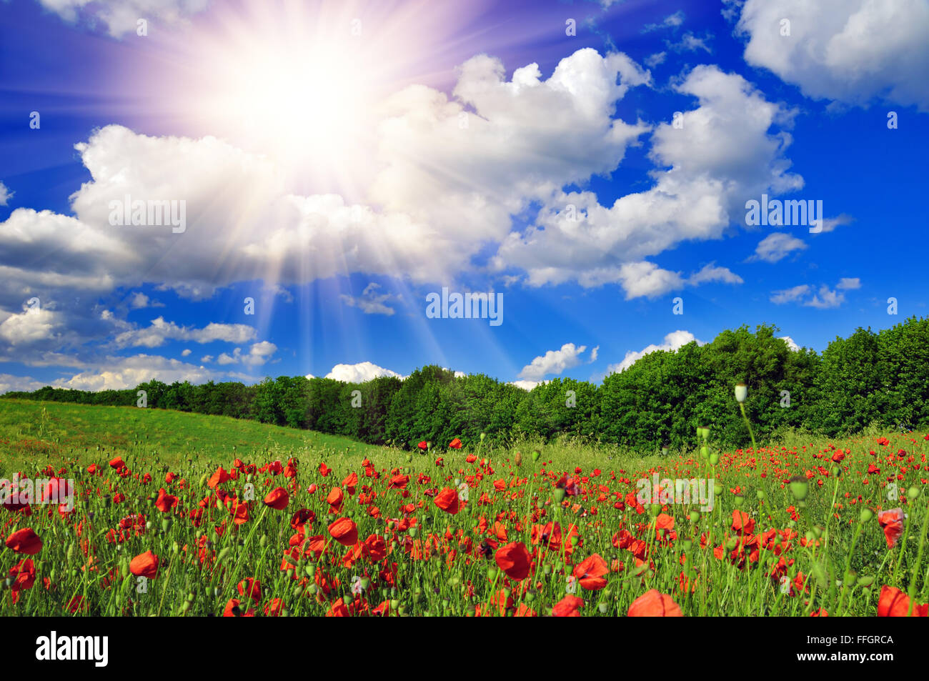 Bright sun in the blue sky over poppy field in a spring sunny day Stock ...