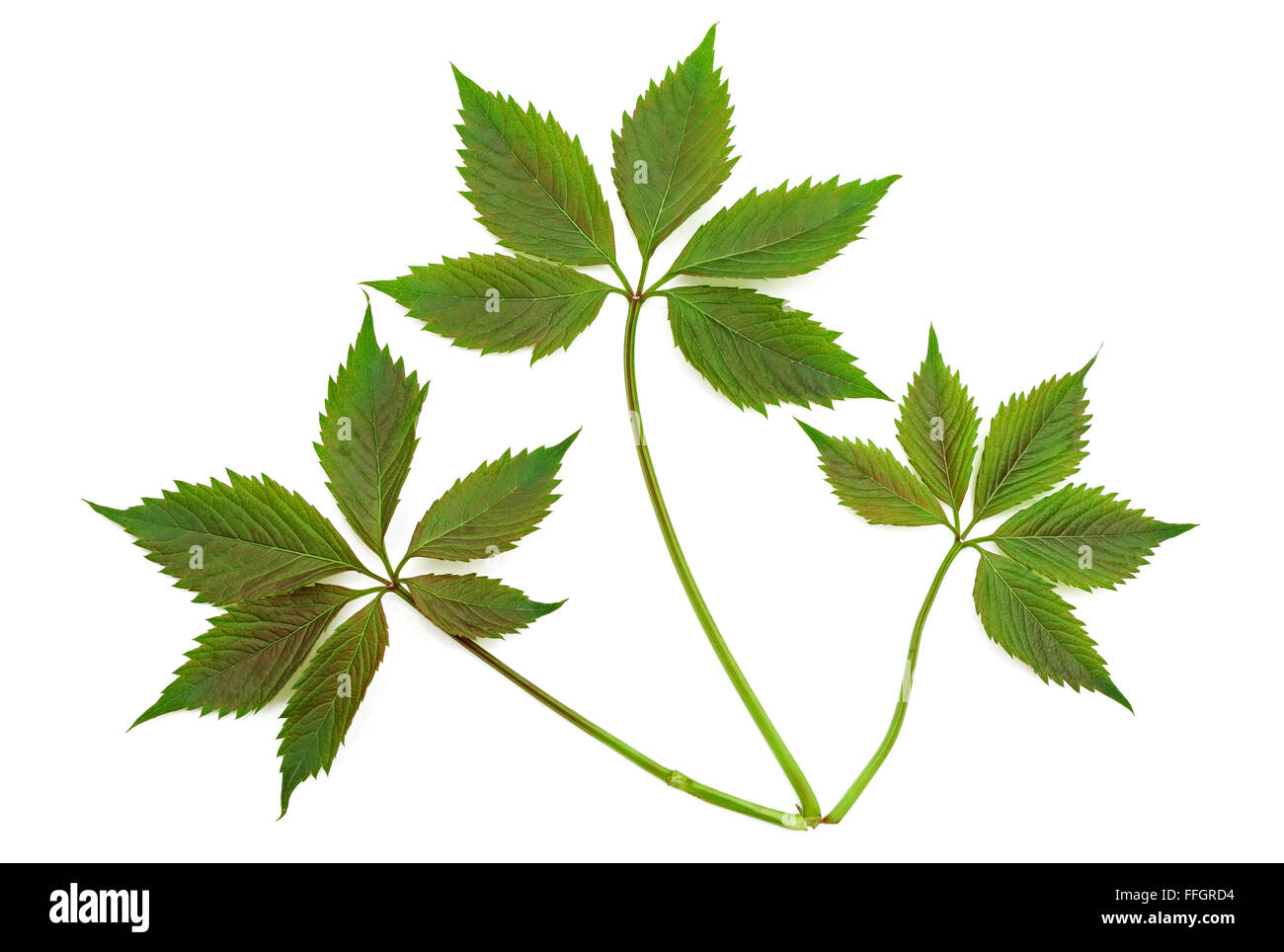 Virginia creeper. Leaves of wild grapes isolated on a white background ...