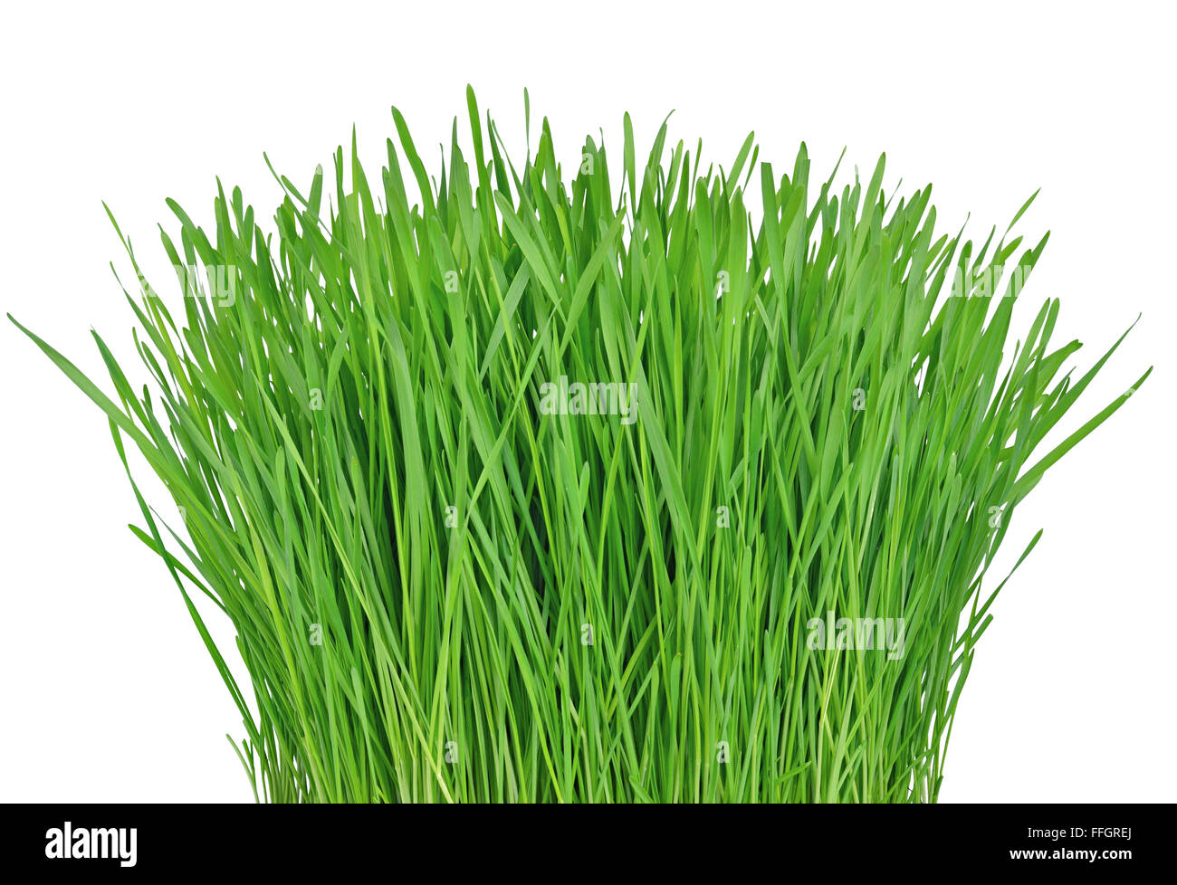 Spring green grass isolated on the white background Stock Photo - Alamy