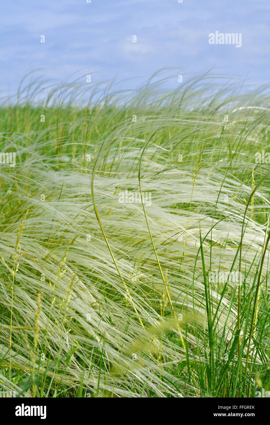 Feather grass swaying on a strong wind in the steppe Stock Photo - Alamy