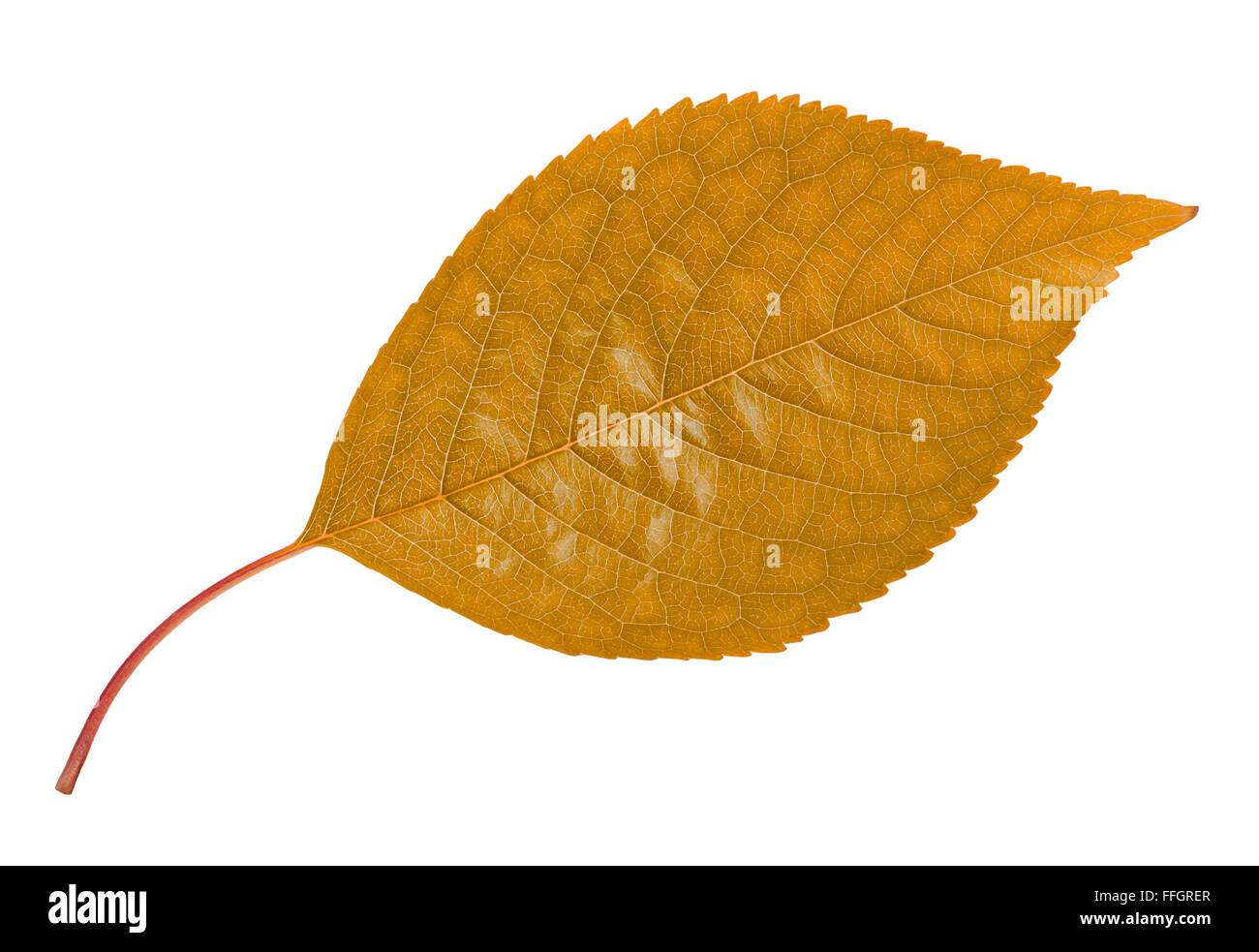 Yellow leaf isolated on a white background Stock Photo - Alamy