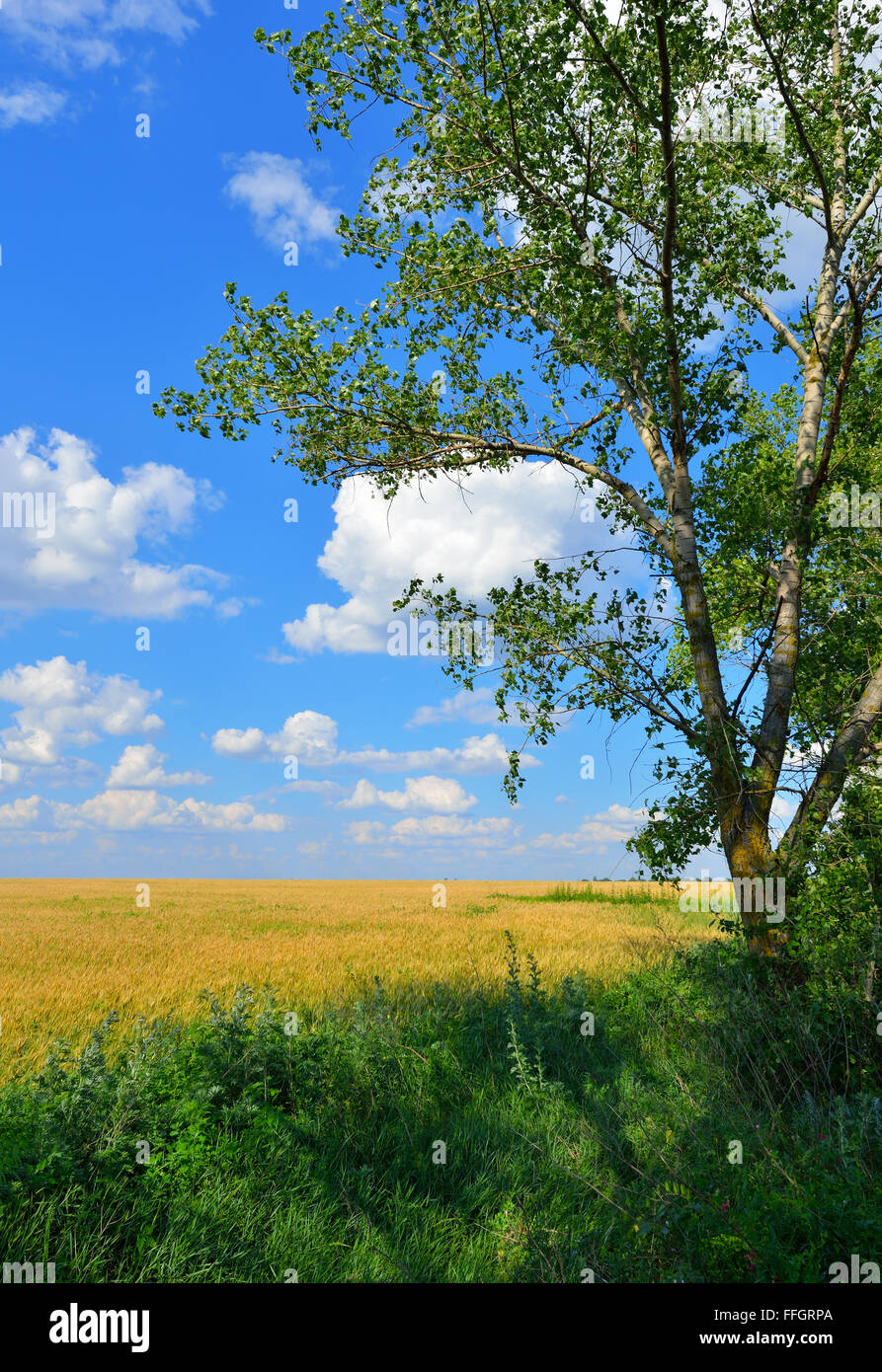 Tree horizon with golden field hi-res stock photography and images - Alamy