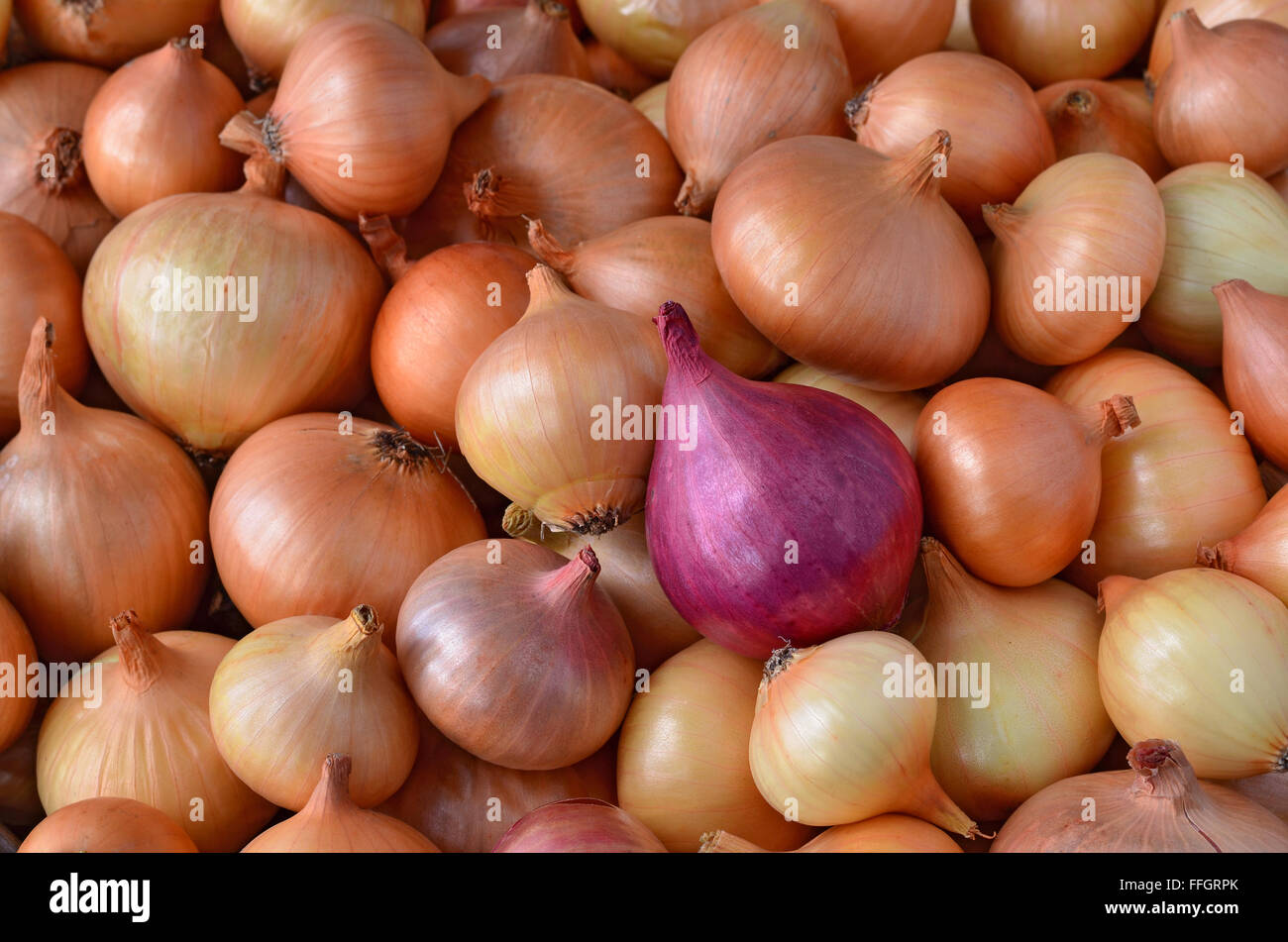 Red and yellow onions. close up Stock Photo - Alamy