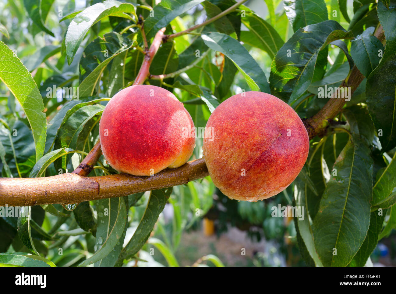 Ripe peaches on a branch after a rain Stock Photo - Alamy