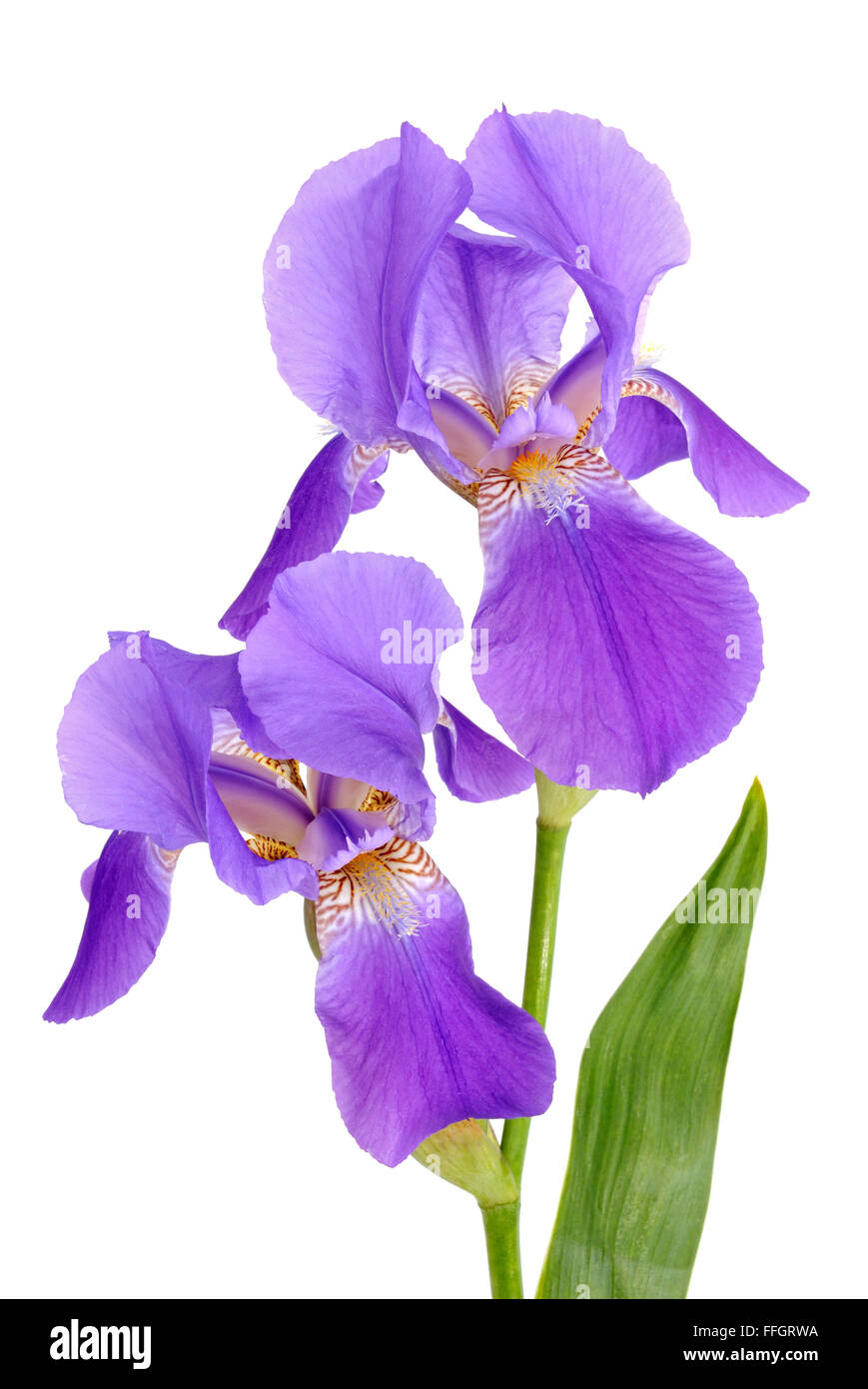 Violet flower of iris isolated on the white background Stock Photo - Alamy