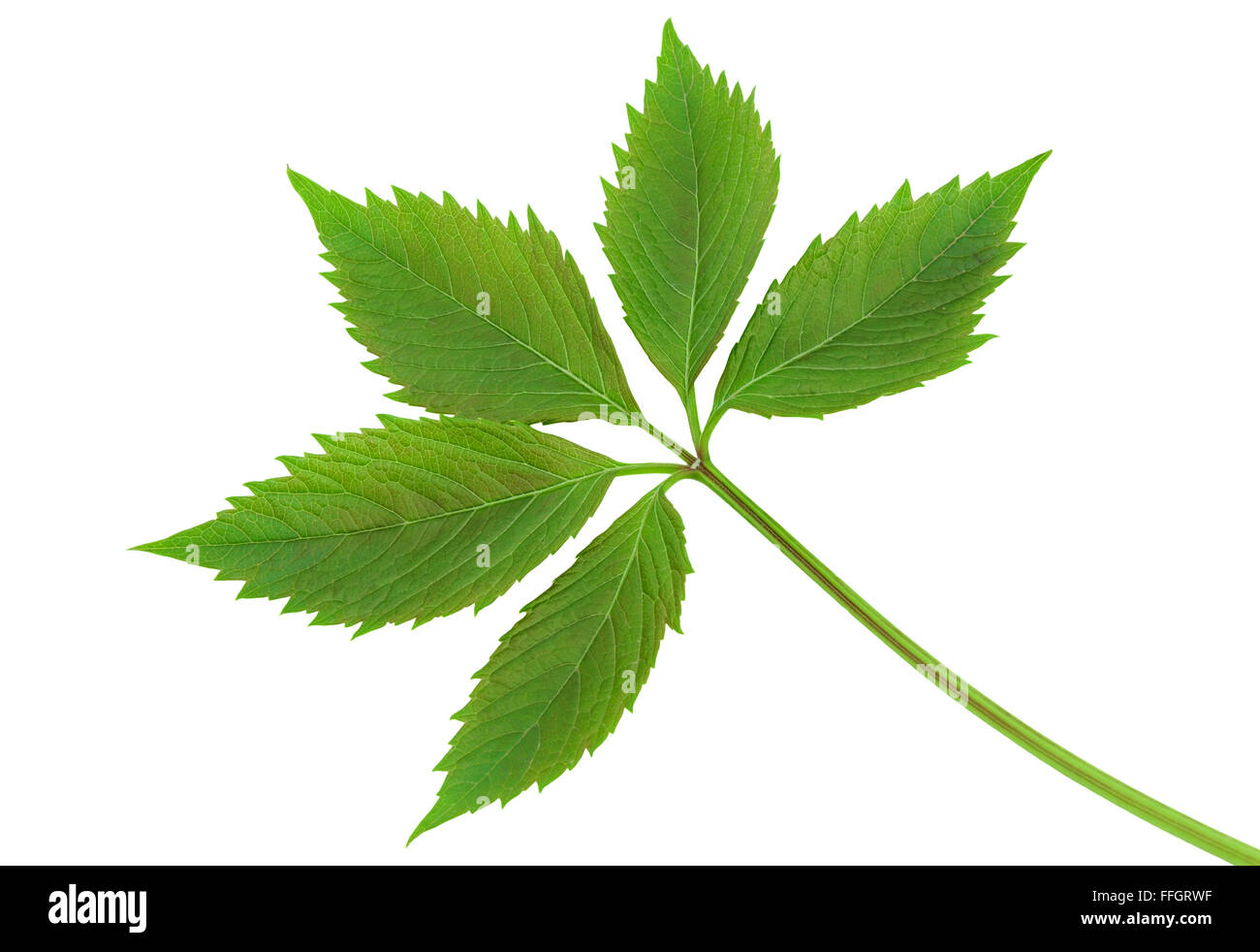 Virginia creeper. Leaves of wild grapes isolated on a white background ...