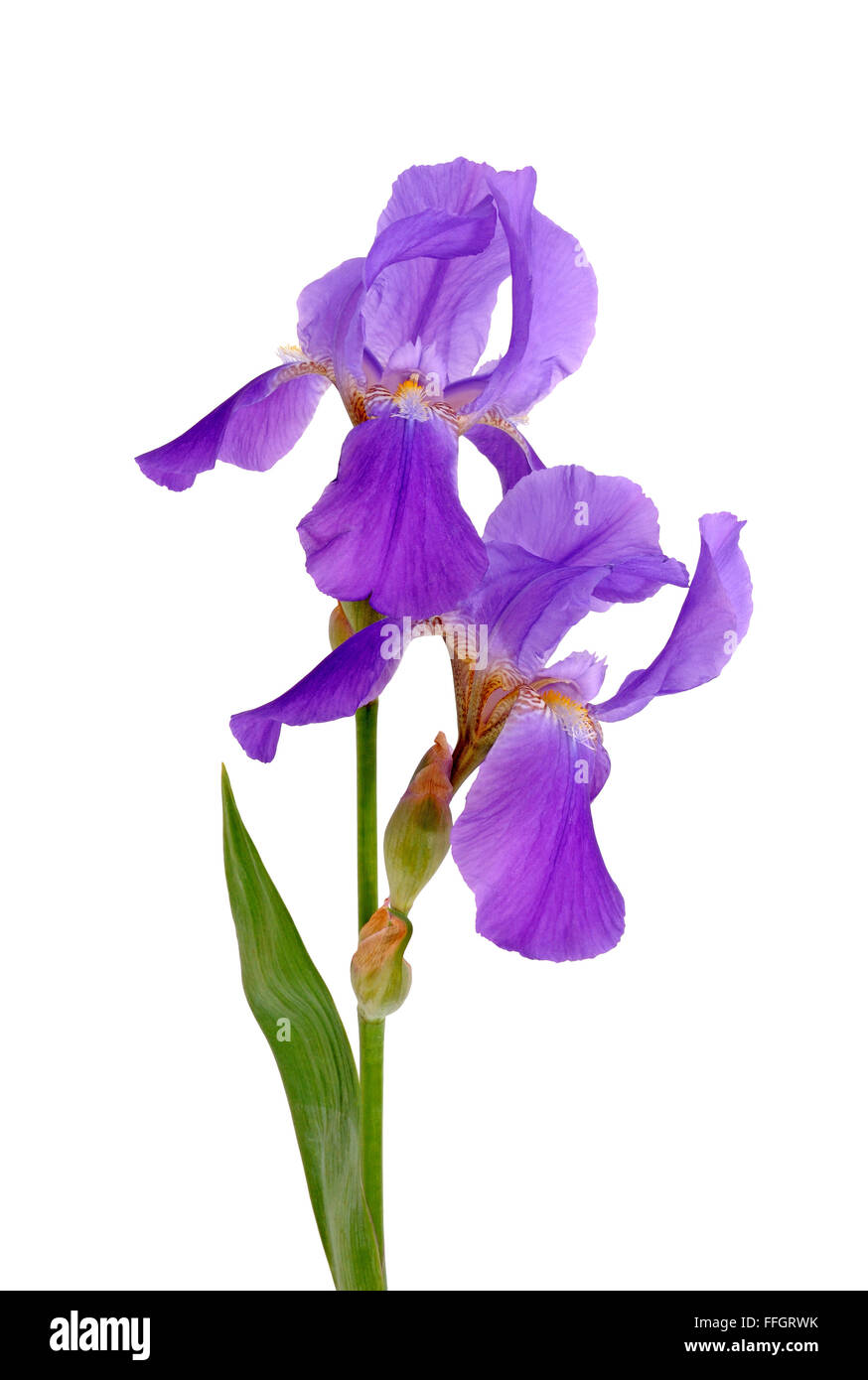 Violet flower of iris isolated on the white background Stock Photo - Alamy