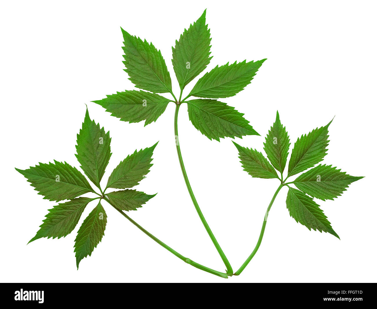 Virginia creeper. Leaves of wild grapes isolated on a white background ...