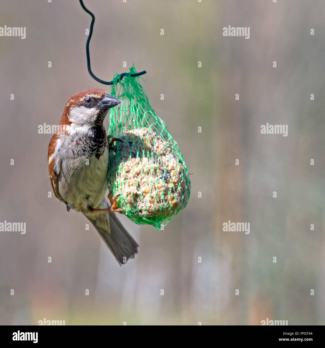 Sparrow garden hi-res stock photography and images - Alamy