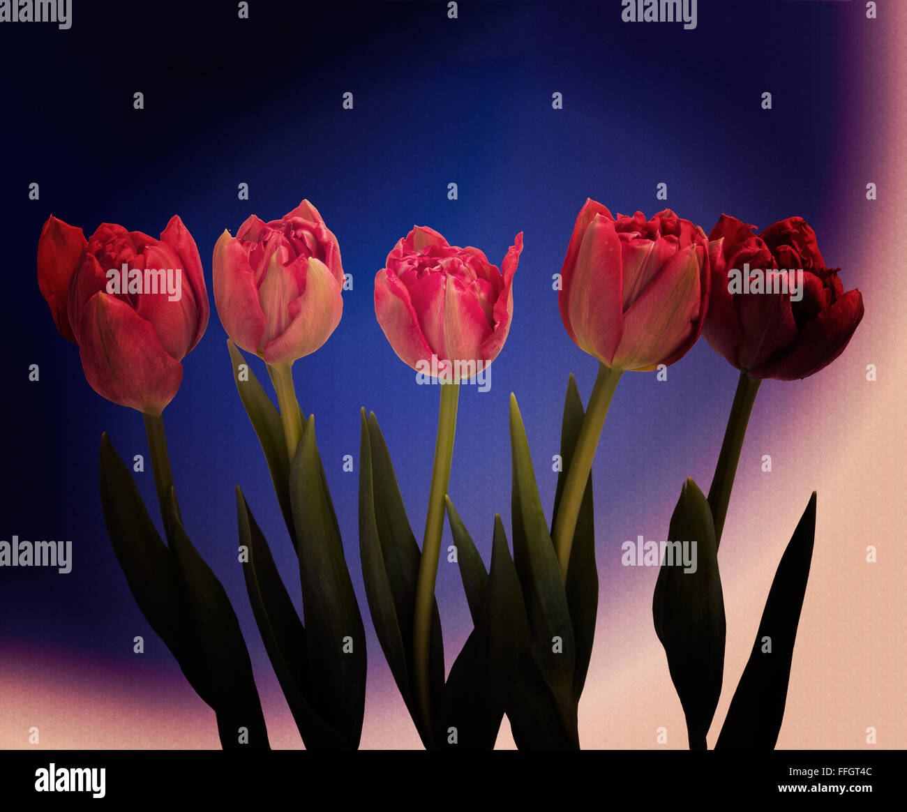 Midnight leaf hi-res stock photography and images - Alamy