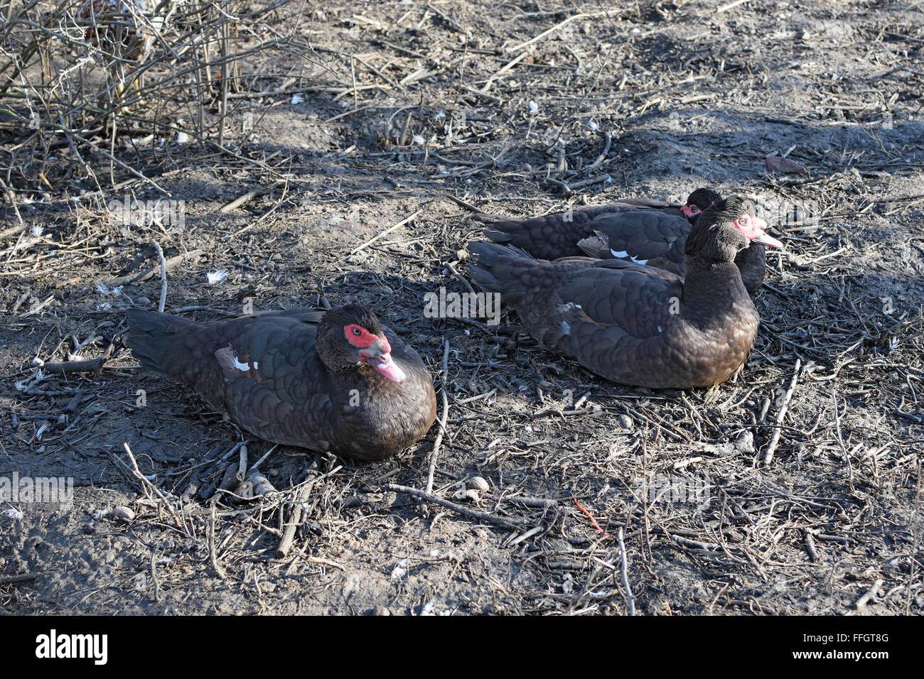 The musky duck. The maintenance of musky ducks in a household Stock ...