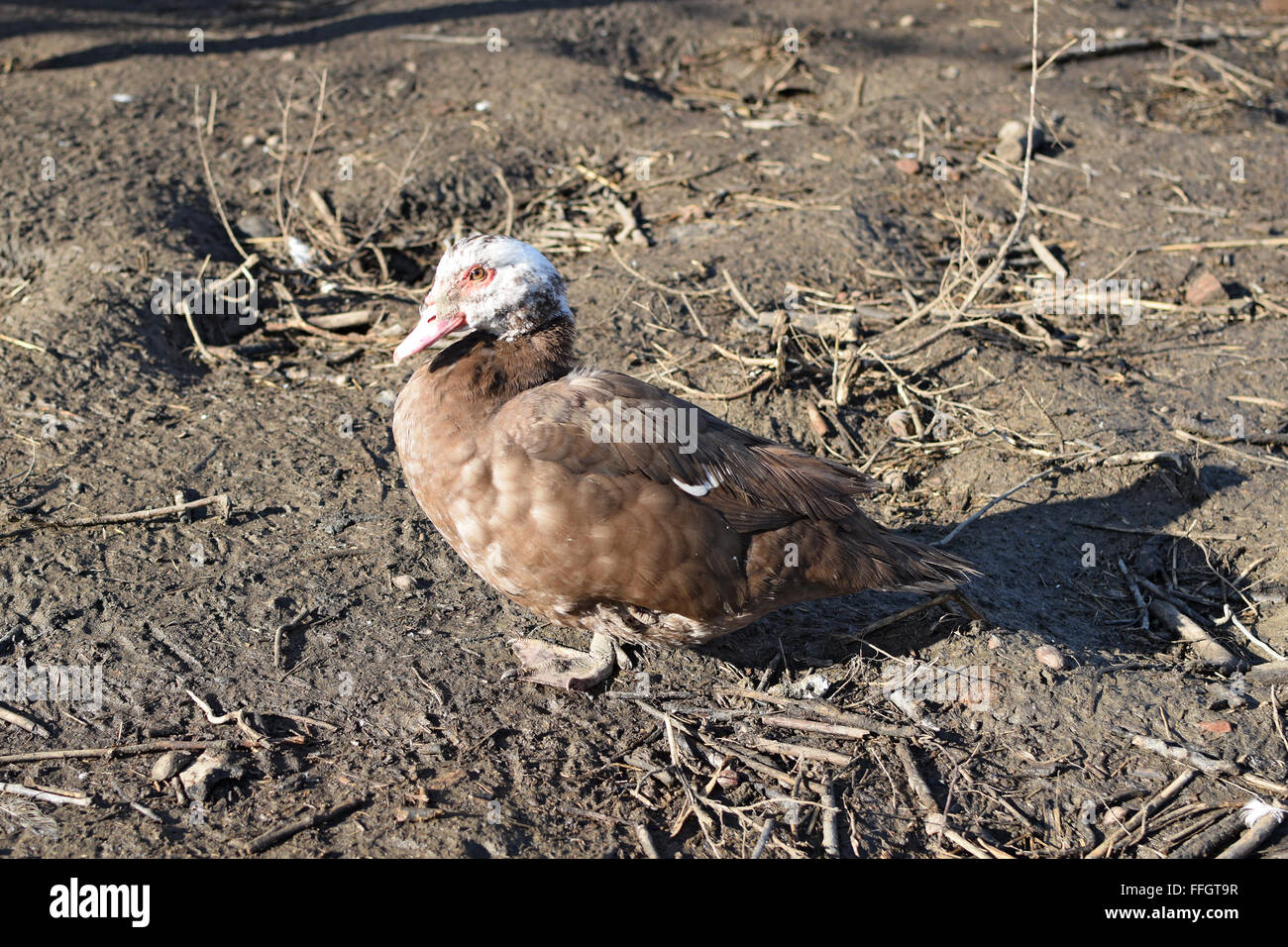 Sick duck hi-res stock photography and images - Alamy