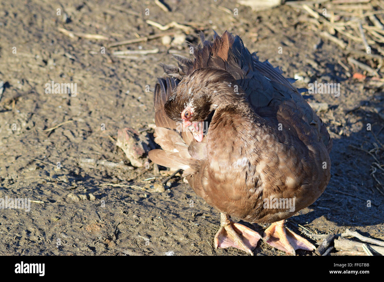 Sick duck hi-res stock photography and images - Alamy