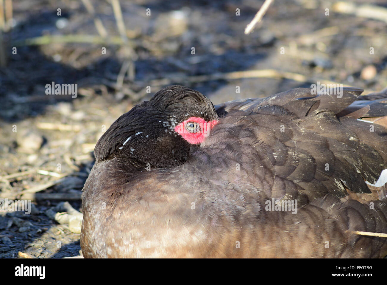 The musky duck. The maintenance of musky ducks in a household Stock ...