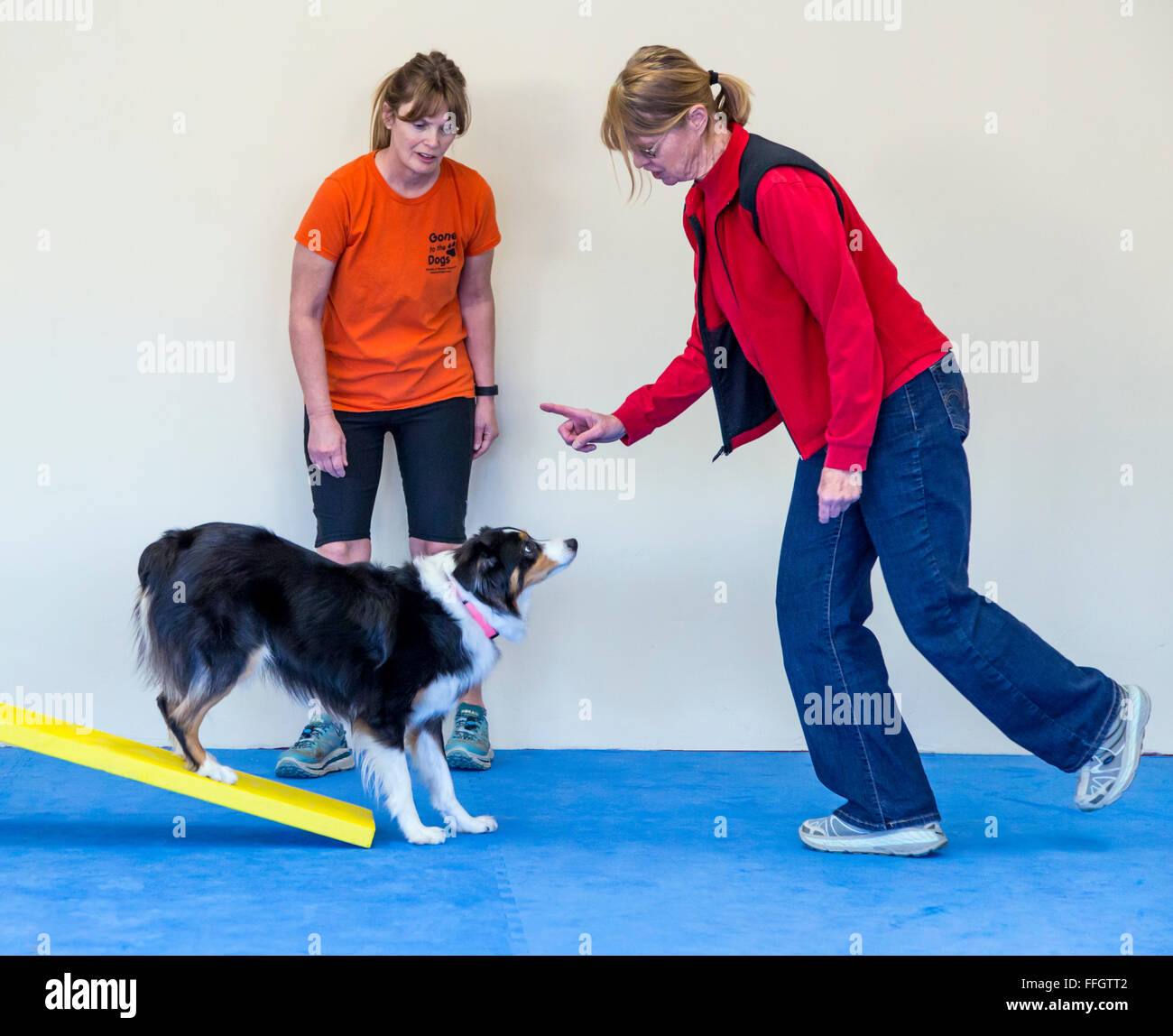Female australian shepherd hi-res stock photography and images - Alamy