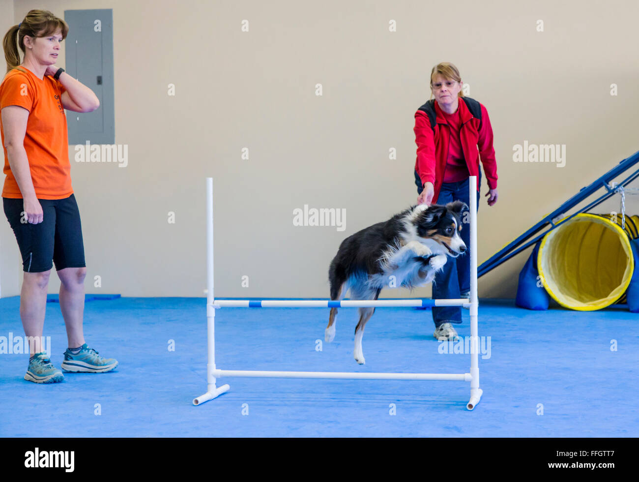 Professional female dog handler training hi-res stock photography and ...