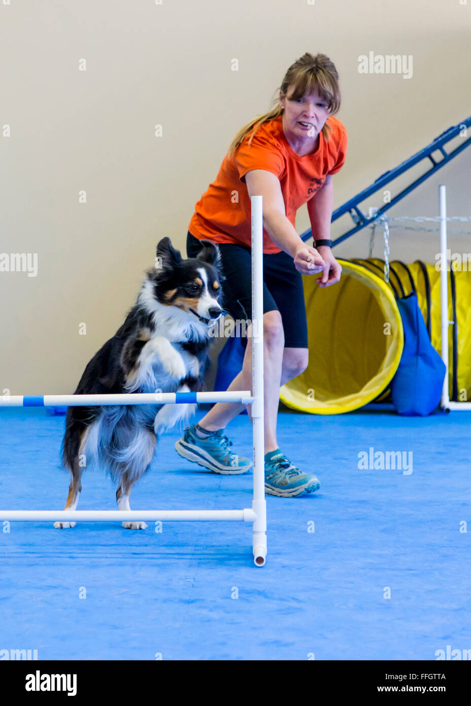 Professional female dog handler training Australian Shepherd to jump ...