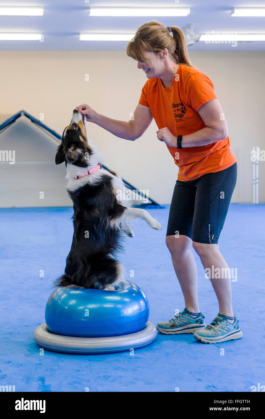 Professional female dog handler training Australian Shepherd to balance ...