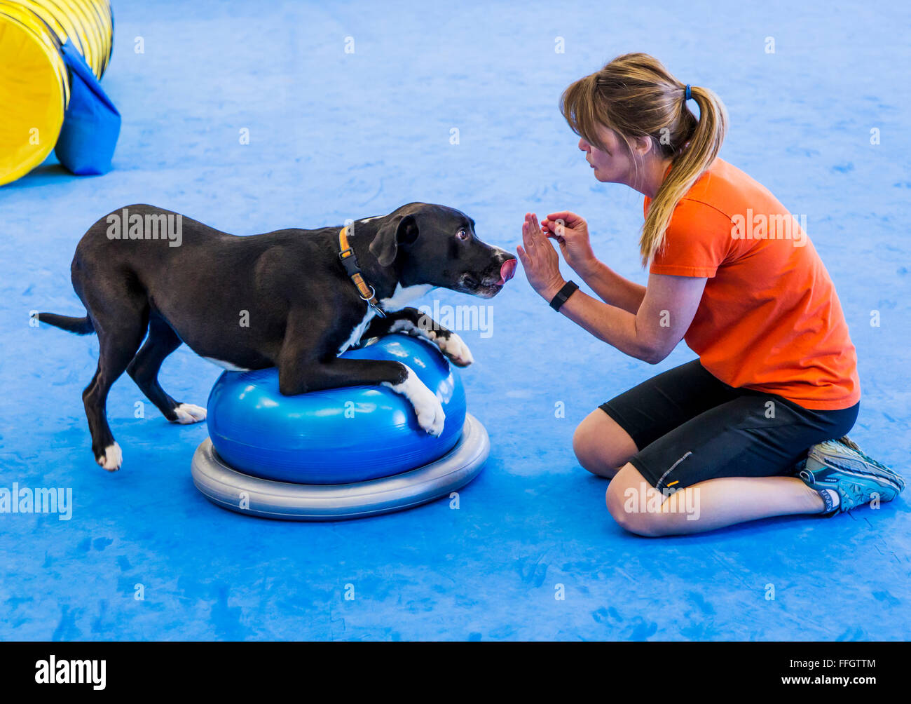 Female dog hi-res stock photography and images - Alamy
