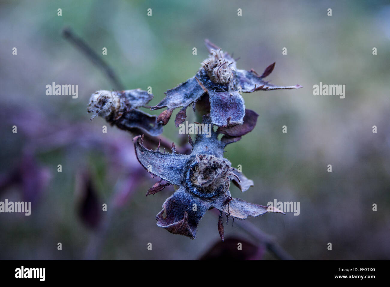 Dead flower hi-res stock photography and images - Alamy