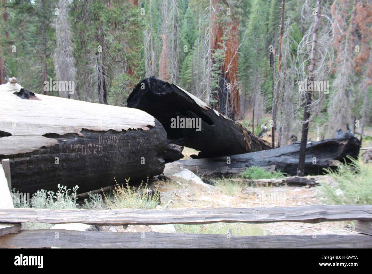 Burned giant sequoia tree in Yosemite national park Stock Photo - Alamy