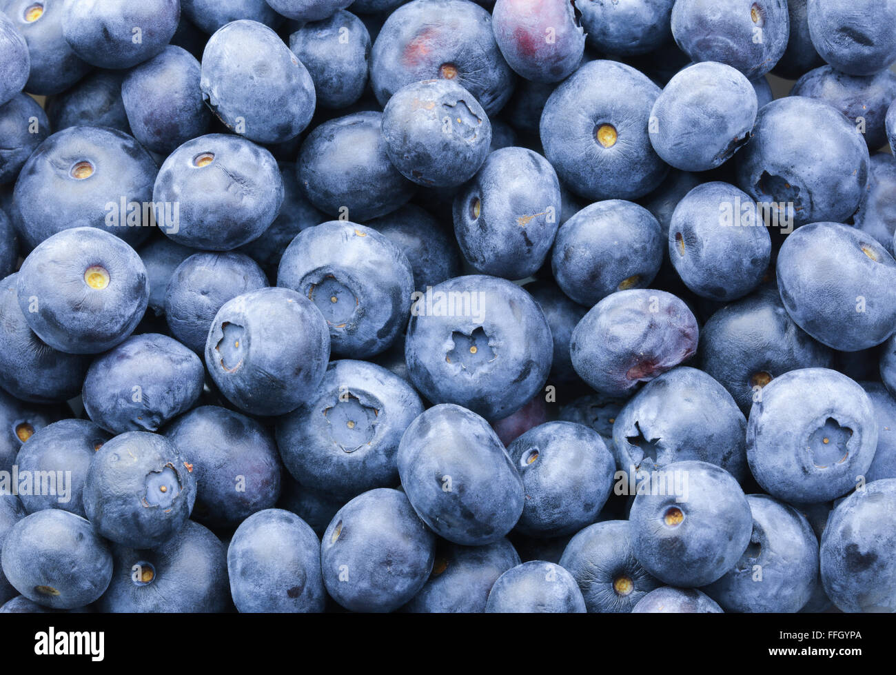 Delicious Blueberries, freshly picked, organic and ready to eat Stock ...