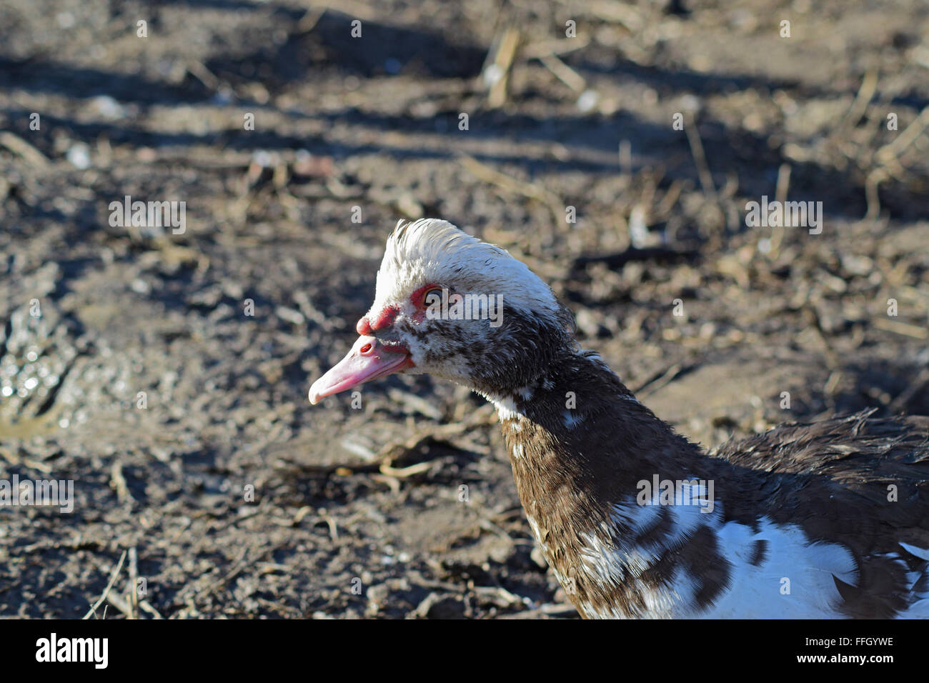The musky duck. The maintenance of musky ducks in a household Stock ...
