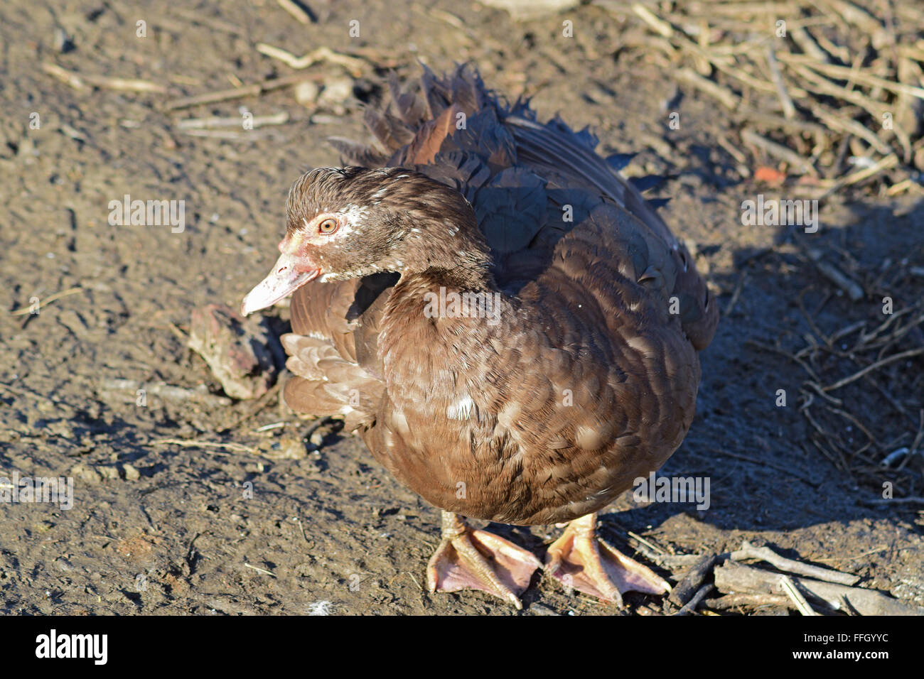 The musky duck. The maintenance of musky ducks in a household Stock ...