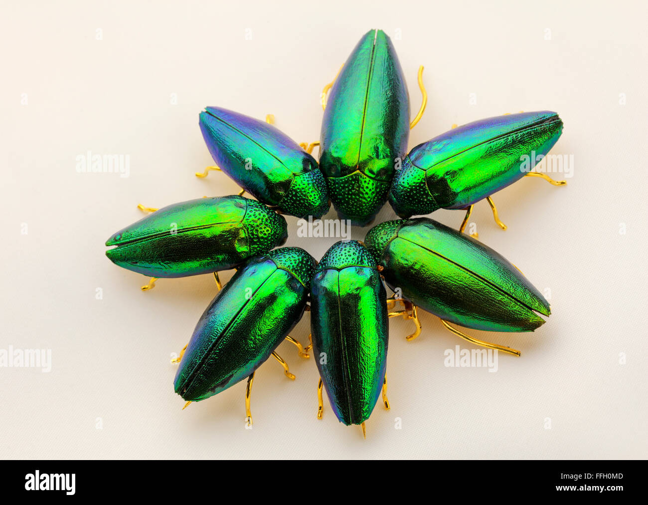 Jewel beetles hi-res stock photography and images - Alamy