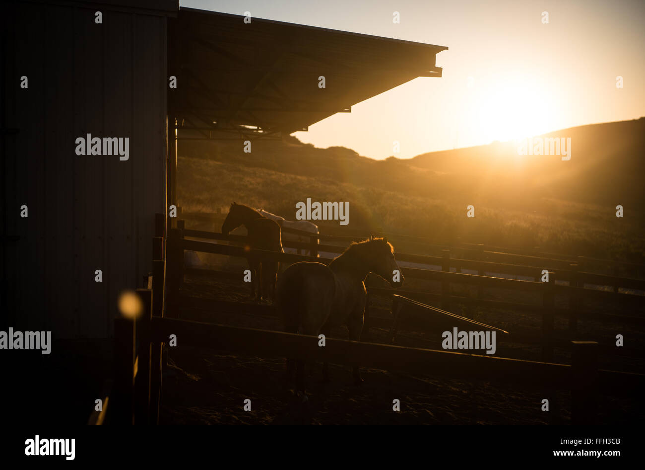 California Cops Horse Horseback Security Horses Security forces Staff ...