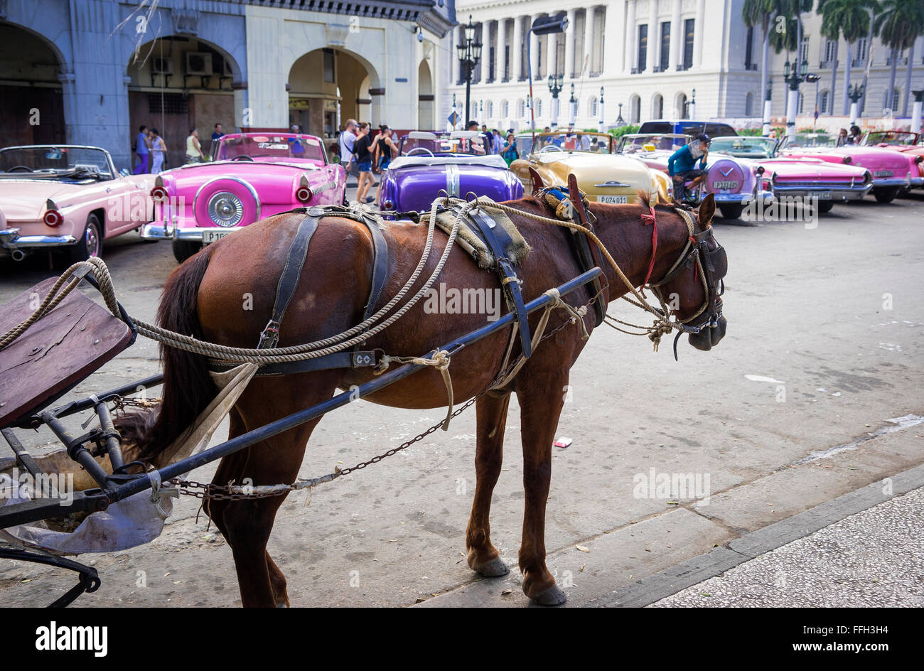 horse carriage in central part of havana,cuba Stock Photo - Alamy