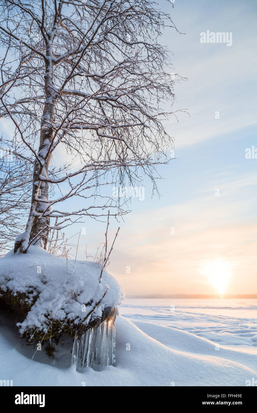 Snowy tree, icicles and sunrise at a frozen and snowy lake in Finland ...