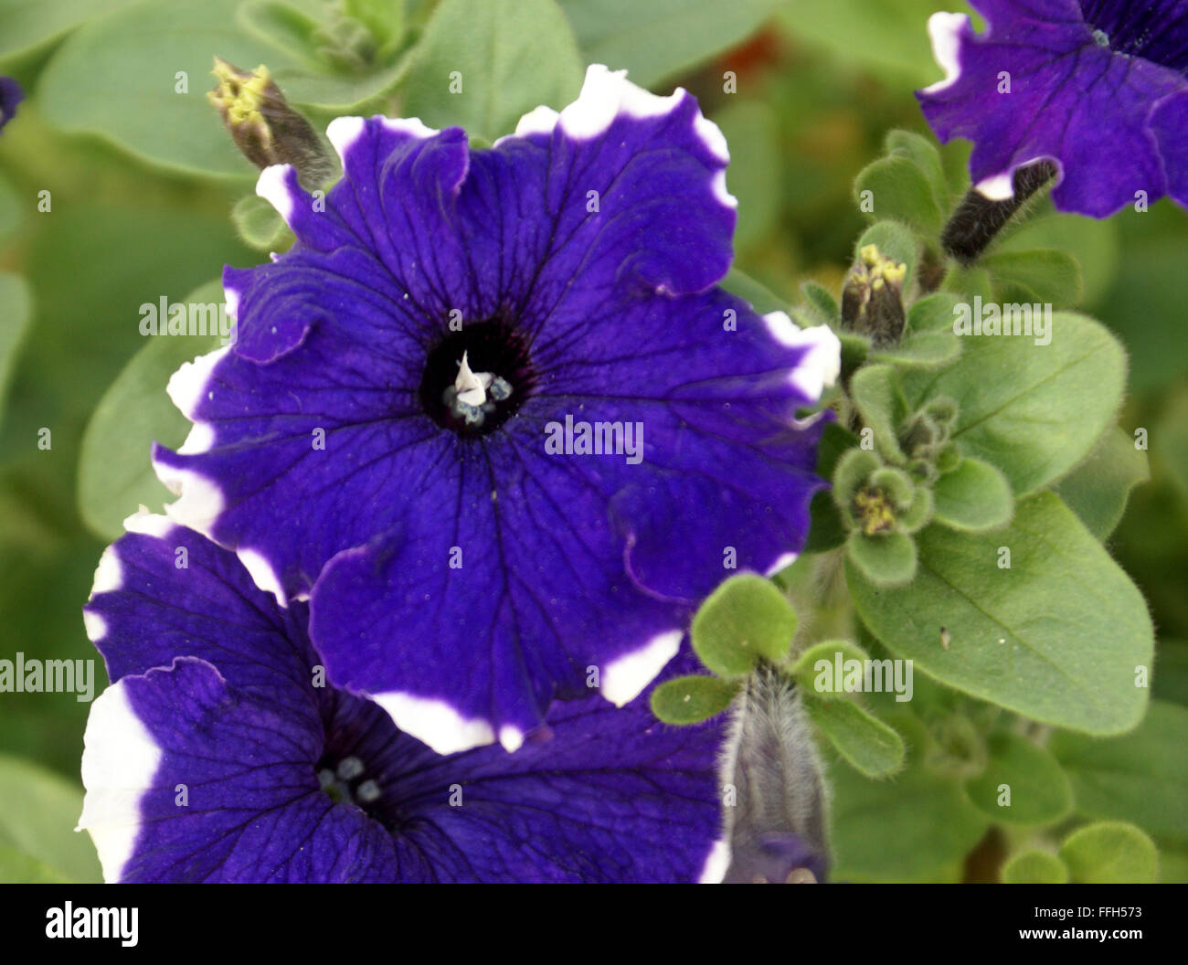 Petunia hybrida, family Solanaceae, cultivated annual herb with ovate ...