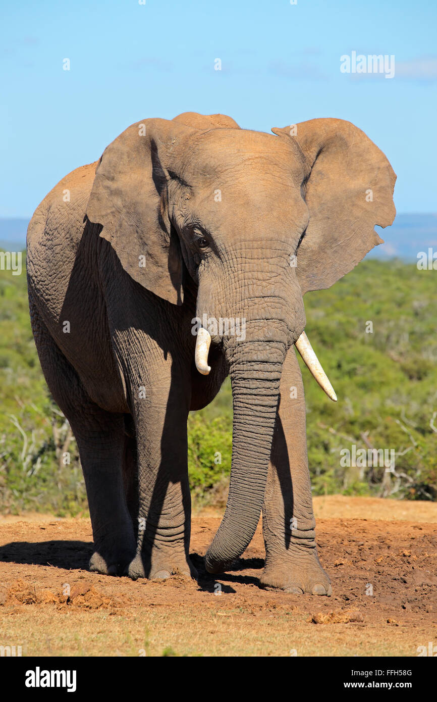 Large African elephant bull (Loxodonta africana), Addo Elephant ...