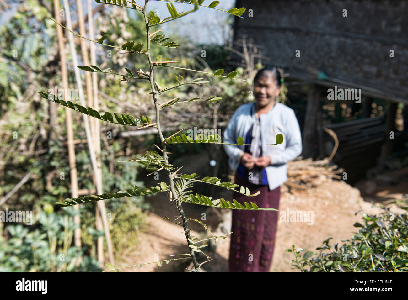 Myanmar tradition hi-res stock photography and images - Alamy