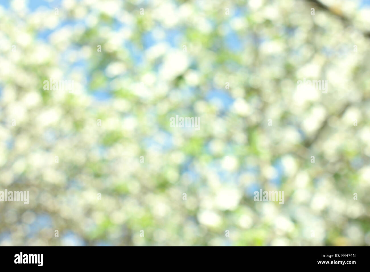 Abstract spring background with cherry blooms Stock Photo - Alamy