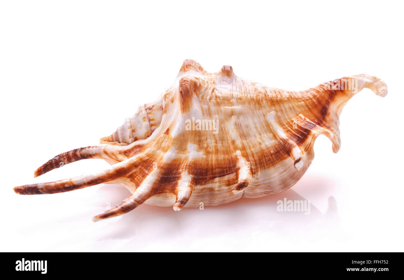 Sea shell isolated on white background Stock Photo - Alamy