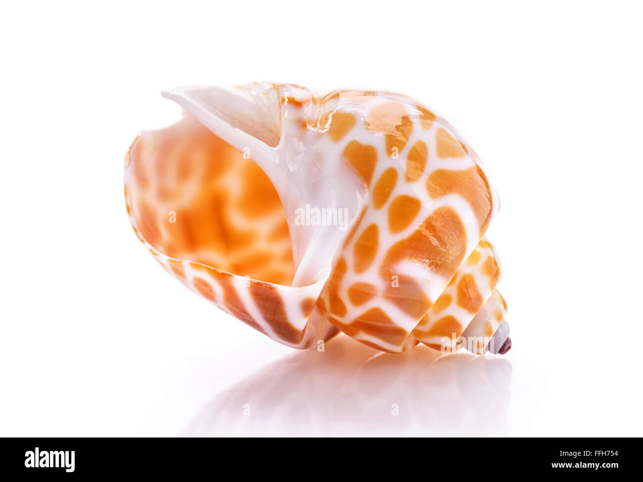 Sea shell isolated on white background Stock Photo - Alamy
