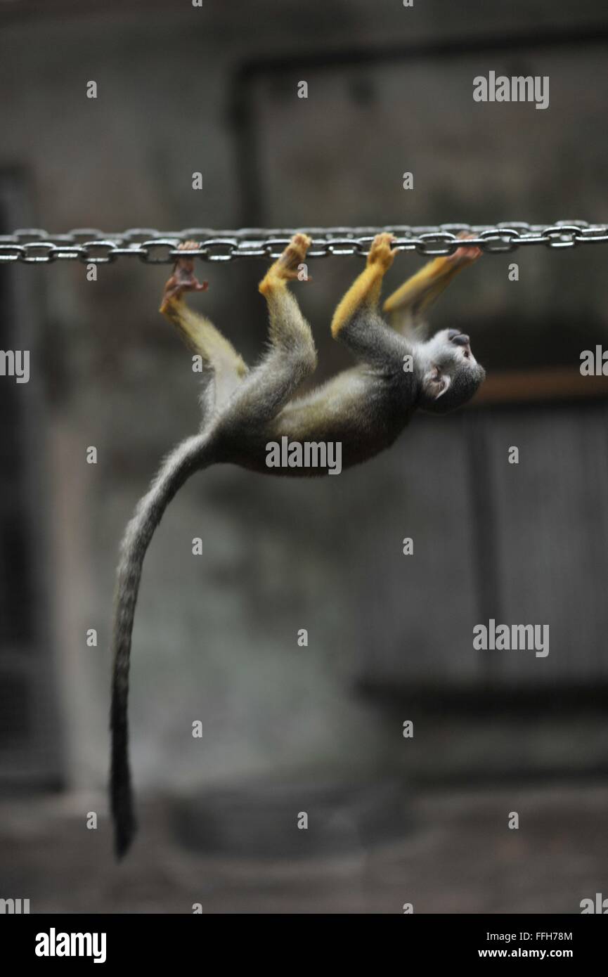 Tsingtao, Tsingtao, CHN. 14th Feb, 2016. Cute monkeys are popular this ...