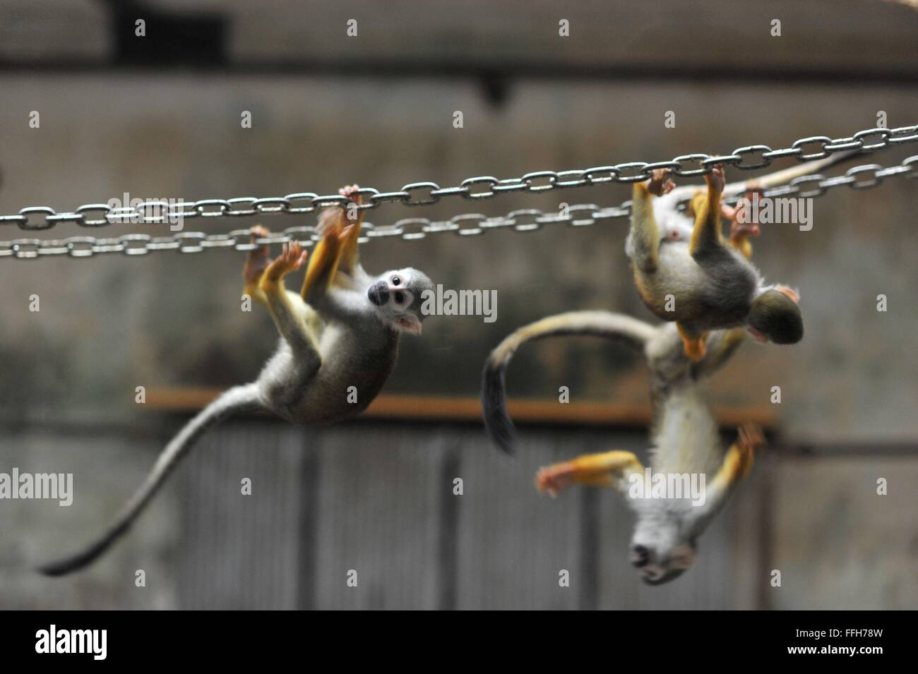 Tsingtao, Tsingtao, CHN. 14th Feb, 2016. Cute monkeys are popular this ...