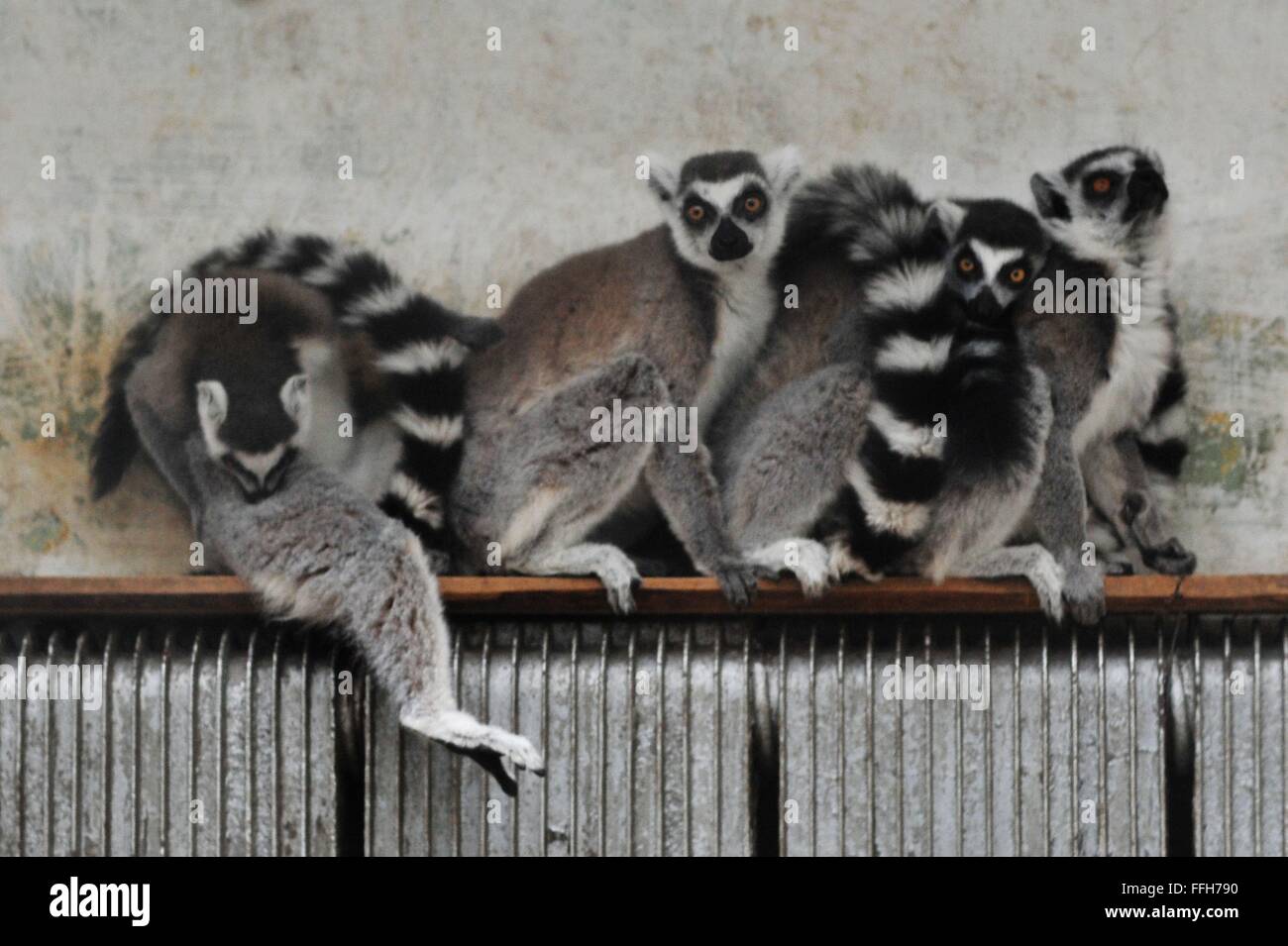 Tsingtao, Tsingtao, CHN. 14th Feb, 2016. Cute monkeys are popular this ...