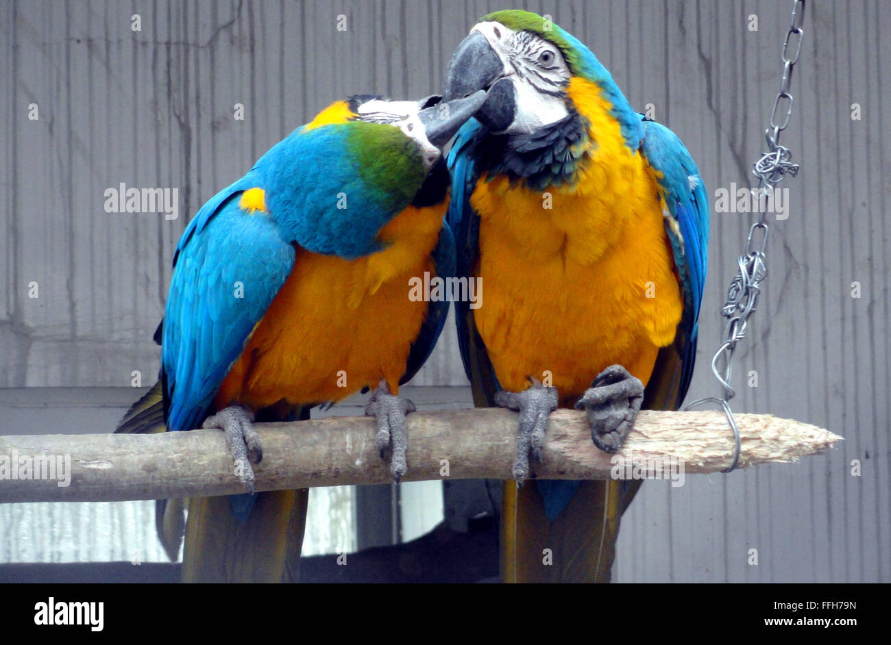 Suzhou. 14th Feb, 2016. A pair of parrots lean close to each other at ...