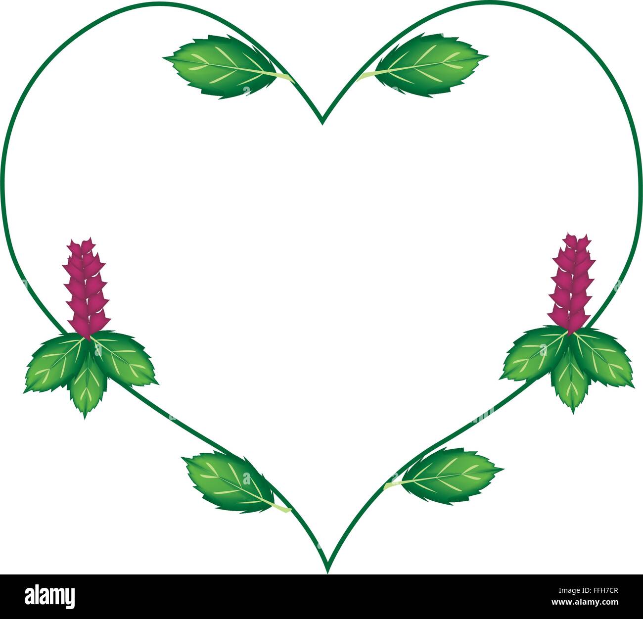 Tulsi holy basil Stock Vector Images - Alamy