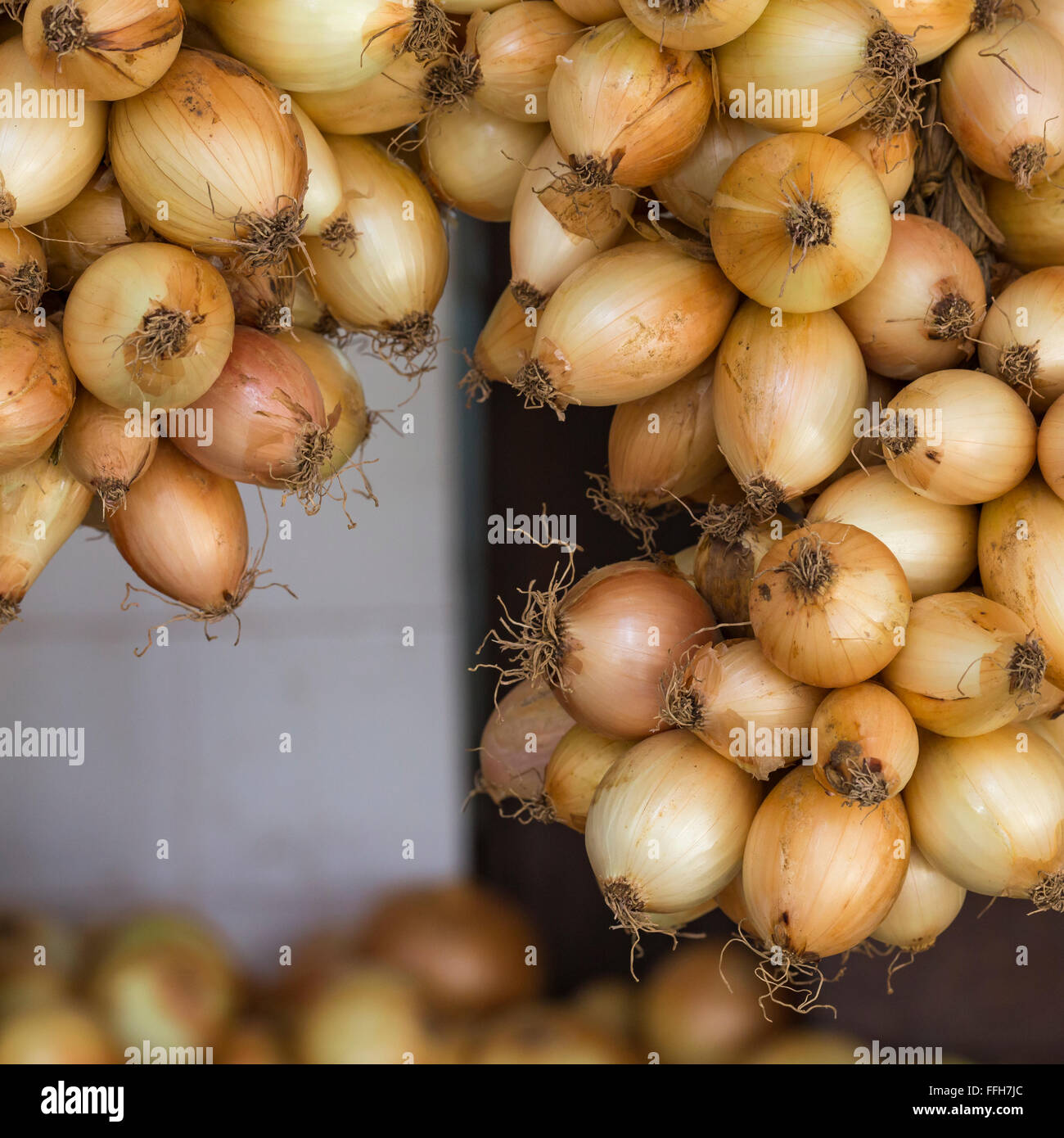 Many onions in the veranda Stock Photo - Alamy